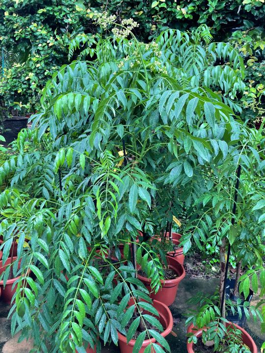 Balonglong kedongdong spondias dulcis 1.2m-1.7m height real live plant ...