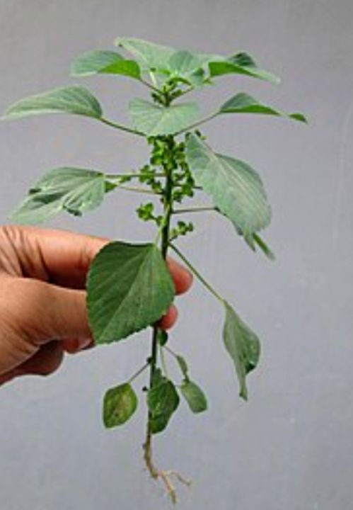 pokok catnip kucing, galakkan kucing | Lazada