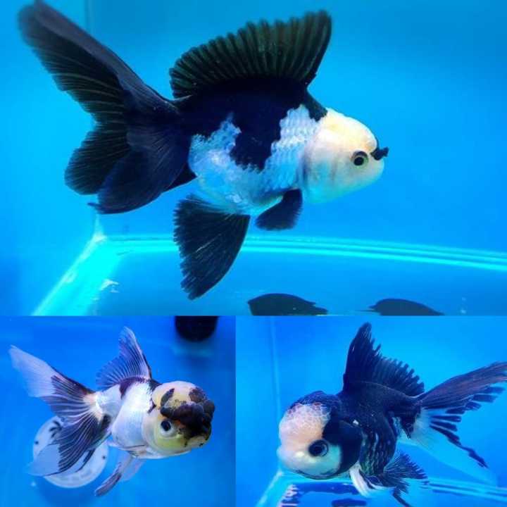 Black Panda Oranda Goldfish freshwater fish | Lazada