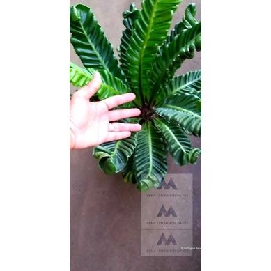 Cobra Fern (Asplenium nidus) Rare Thailand Variety | Lazada PH