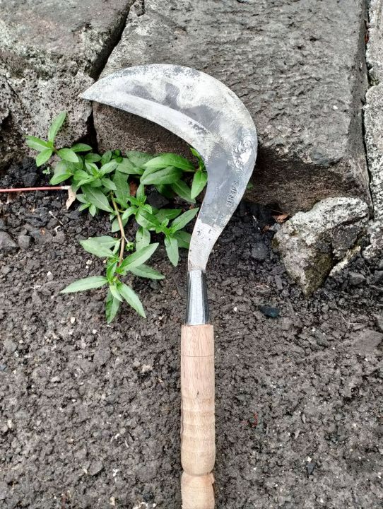 Arit rumput baja lembaran sabit pengaritan pertanian perkebunan ...