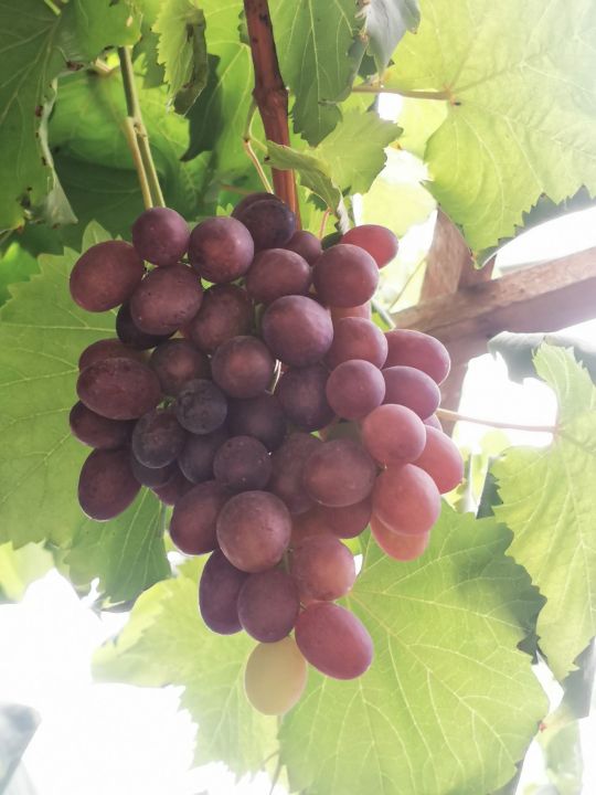 KERATAN ANGGUR RED MUSCAT CUTTING GRAPE WINE LIVE PLANT FRUIT | Lazada