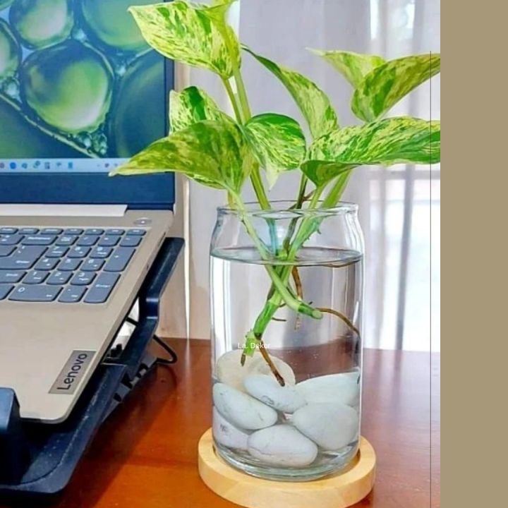 1 PAKET VAS BUNGA KACA AESTHETIC SIRIH GADING | Lazada Indonesia