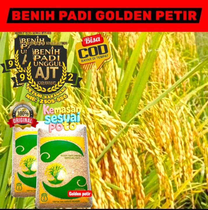 Benih Padi Golden Petir Kemasan 5 Kg Di Sukai Pak Tani di tahun Ini ...