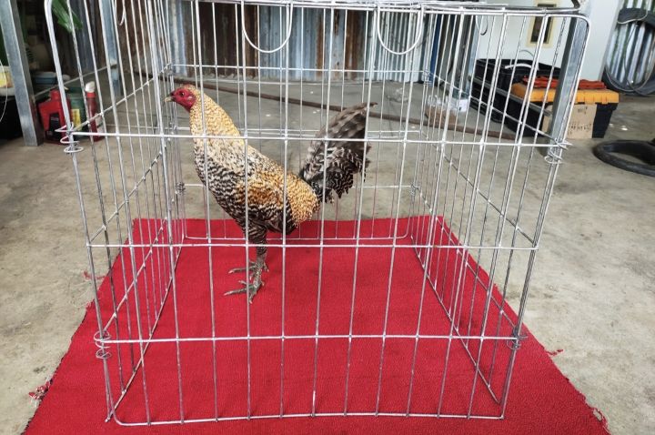 limber pens for chicken | Lazada PH