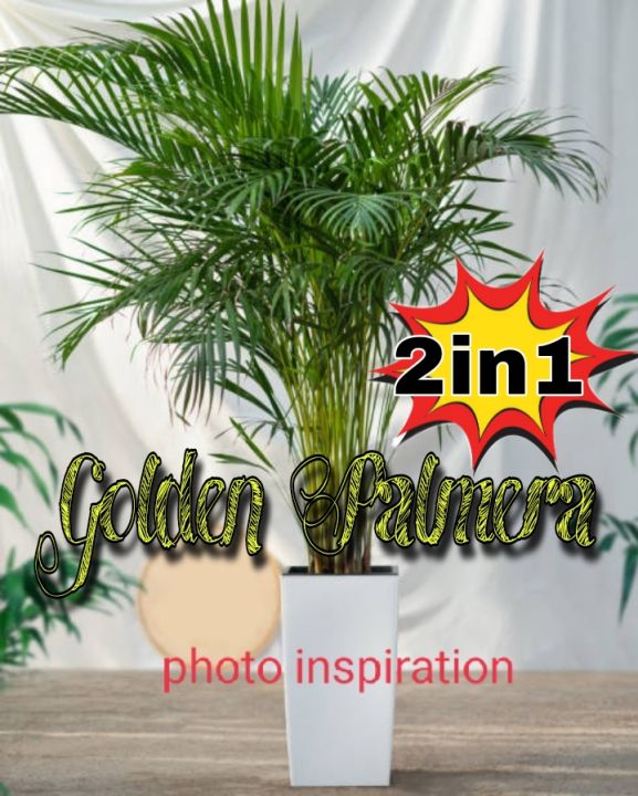 Golden Palmera 2 in 1 Pot 2nd to 5th picture actual ,Shipping from ...