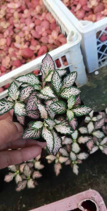 Fittonia Pink Tiger (Nerve Plant) | Lazada PH
