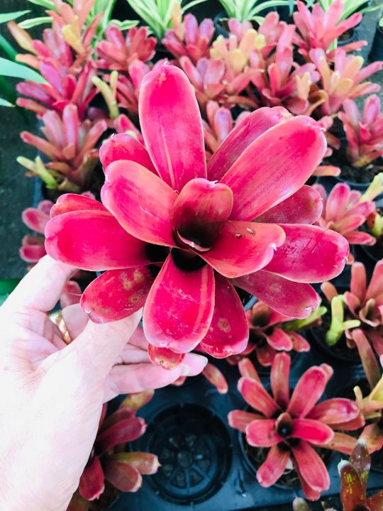 Neoregelia Red Fireball Straited Plant ( 積水风梨 / bromeliad ) | Lazada