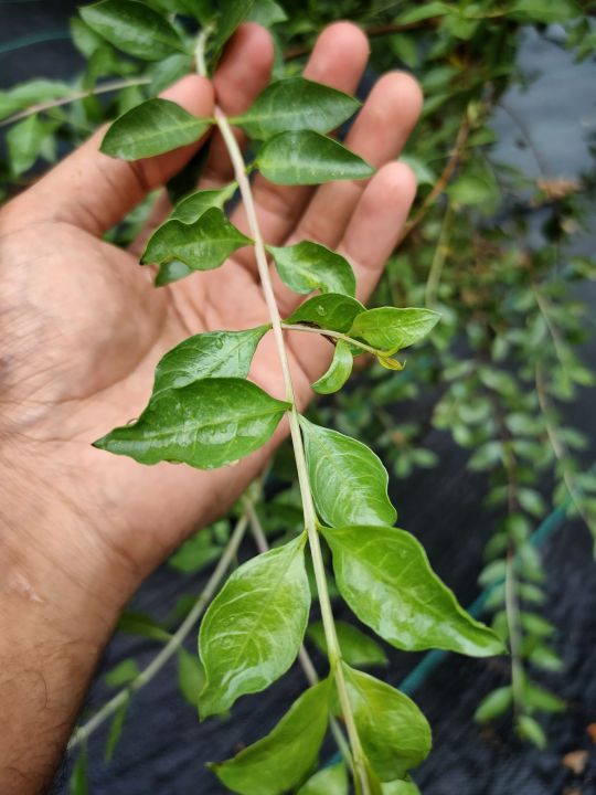 DAUN INAI SEGAR ORGANIK (50 GRAM) | Lazada