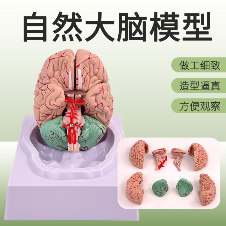 Medical Human Brain Anatomy Decomposition Model Educational Teaching ...