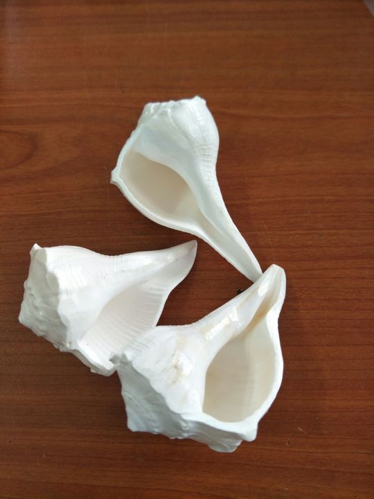 Valampuri Sanggu/Sea Conch shell_No.4 | Lazada