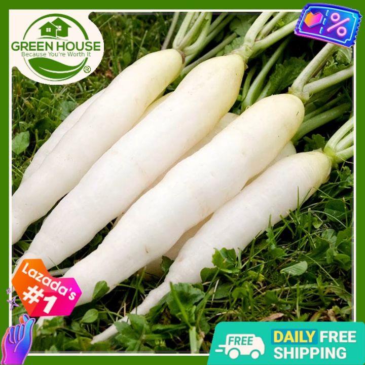 Green House® - White Radish Labanos Seeds for Planting Vegetable Plants ...