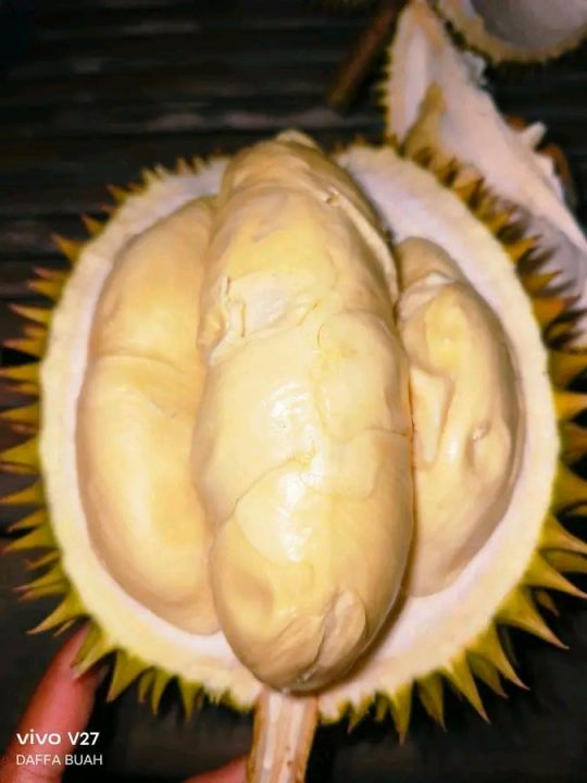 buah durian lokal asli mancak serang banten | Lazada Indonesia