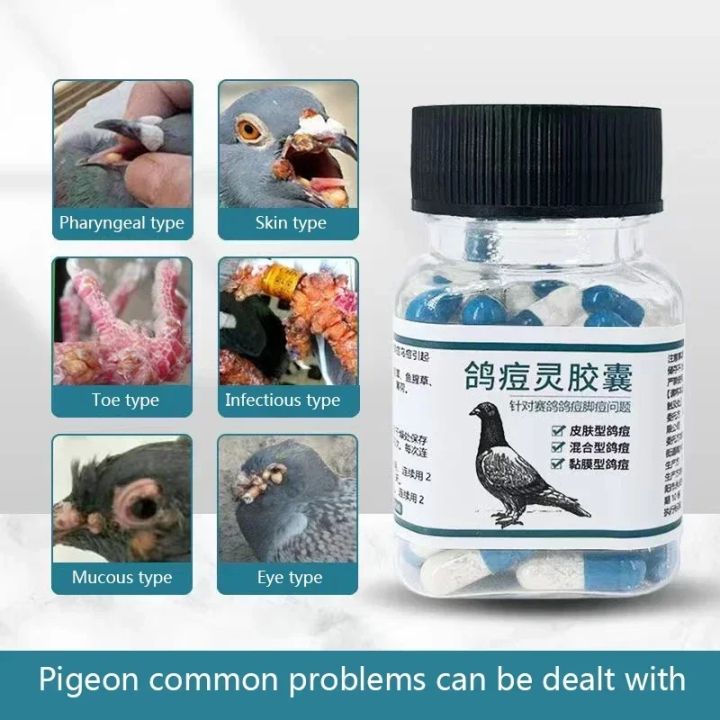 Racing pigeon nutritional supplement Pigeon pox Capsules 80 capsules ...