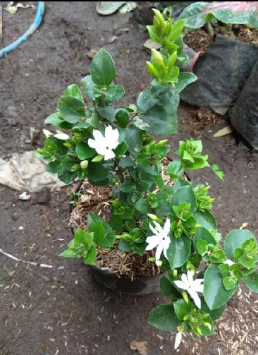 tanaman bunga melati star melati Yasmin sangat bagus untuk tanaman hias ...