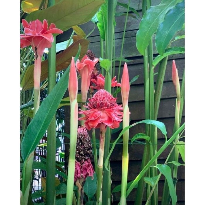 bibit pohon kecombrang per pohon siyap tanam | Lazada Indonesia