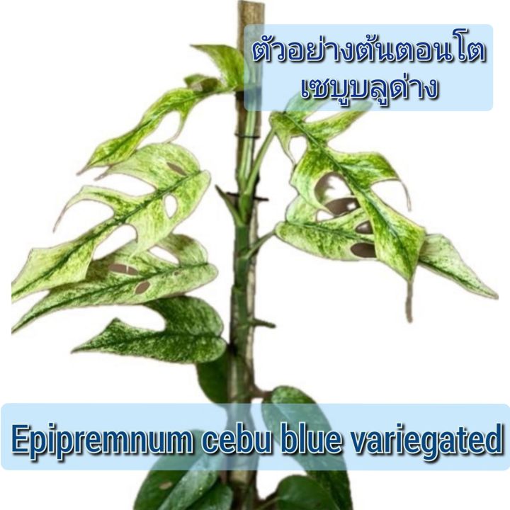 Epipremnum cebu blue variegated เซบู บลู ด่างไม้นำเข้าฟิลิปปินส์ เซบู ...