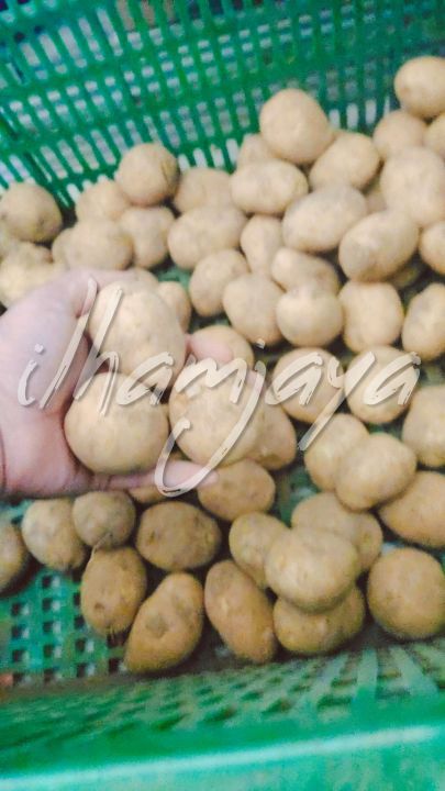 kentang ukuran DN 10kg | Lazada Indonesia
