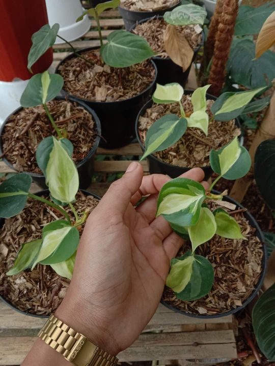 philodendron gaby brazil / philo brasil / tanaman merambat / tanaman ...