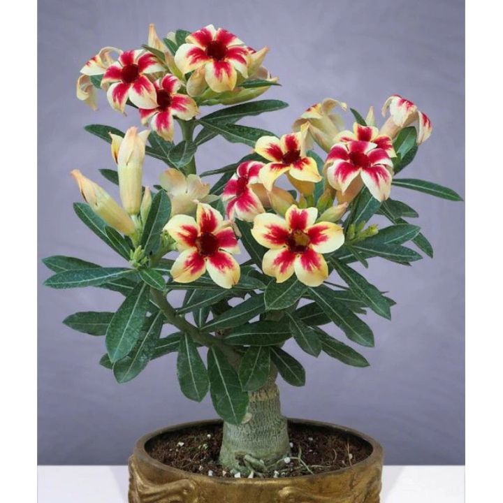 adenium bunga tumpuk // obesum kamboja jepang // kemboja // bibit ...
