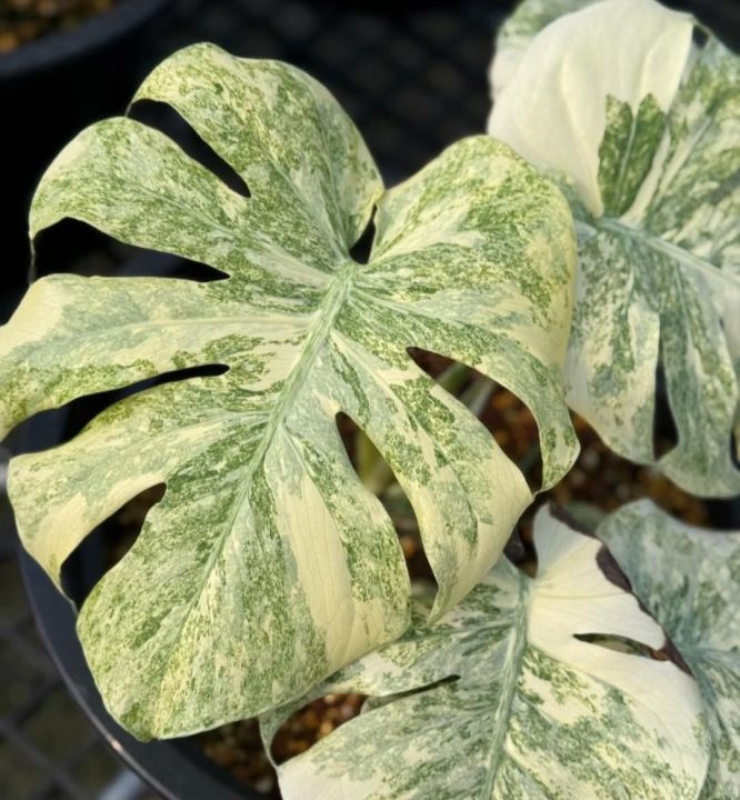 Bonggol monstera king legacy - bonggol tanaman hias monstera-tanaman ...