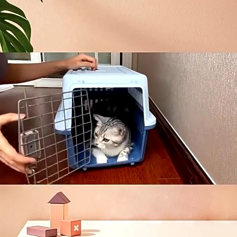 Kabi Pet Carrier Travel Cage Cat Dog carrier Cat Carrier Crates Airline ...