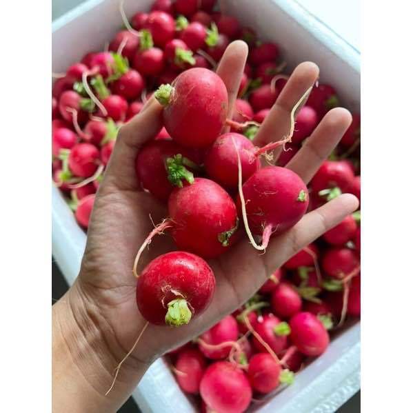 พร้อมส่ง‼️ 1KG แรดิชสด เรดิชสด redish 樱桃萝卜 | Lazada.co.th