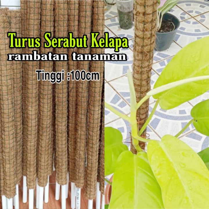 Turus Tiang Penyangga Tanaman Serabut Kelapa/Turus Tiang Penyangga ...