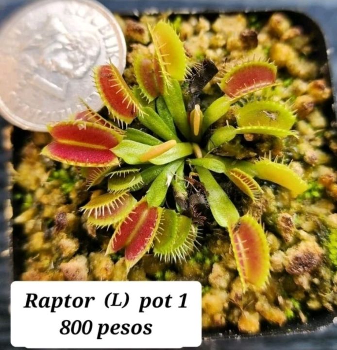 Raptor Venus FlyTrap (Venus Fly Trap) | Lazada PH