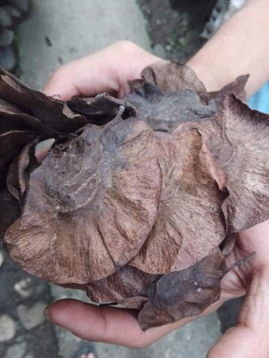 Narra tree seeds(20 seeds pack) | Lazada PH