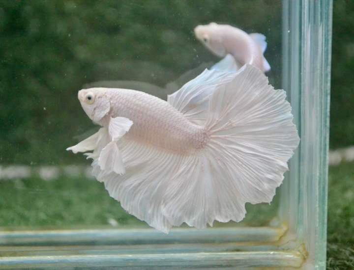BETTA DUMBO PLATINUM WHITE PEGASUS HALFMOON ROSETAIL ( RARE) | Lazada