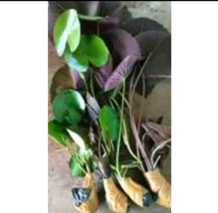 bibitan bunga teratai | Lazada Indonesia