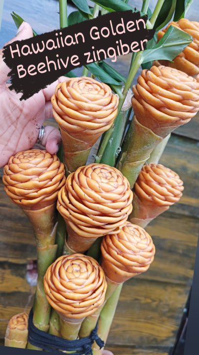 Hawaiian Golden Beehive shampoo Ginger Plant | Lazada PH
