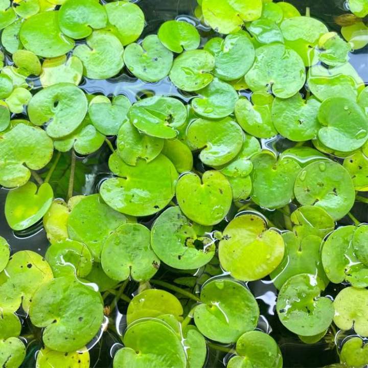 Frogbit Floating Plant (Aquarium Live Plant) - Do expect holes in ...