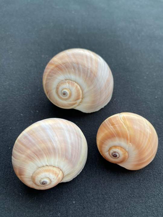 หอยทากบุษราคัมมูน Topaz Moon Snail Shell หอยทากหยกตาแมว jade | Lazada.co.th