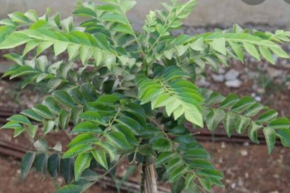 Curry tree (buy 10 free 1) per pot | Lazada PH