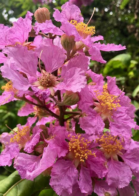 Red Banaba Flowering Tree Seedlings | Lazada PH