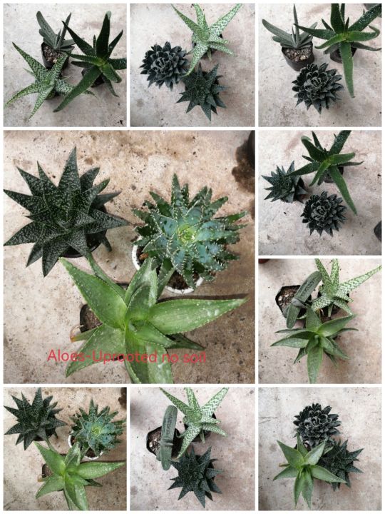 1 set of mix varieties of aloes random | Lazada PH