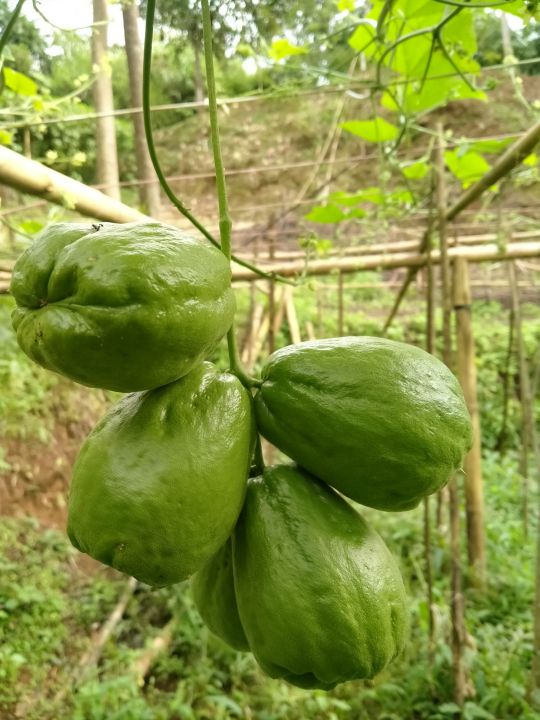 Bibit labu siam anggur siap tanam | Lazada Indonesia