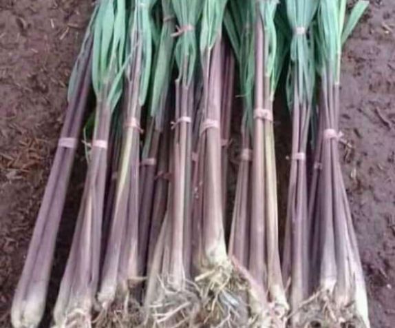 Bibit Sereh Merah - Tanaman Herbal Sereh Wangi Per Ikat Isi 10 batang ...