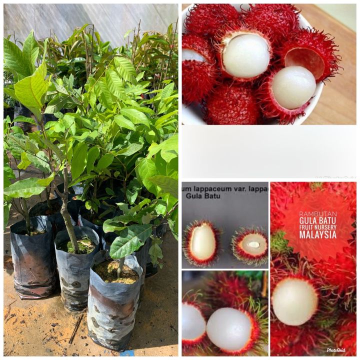 Anak pokok rambutan gula batu hybrid/rambutan murah | Lazada