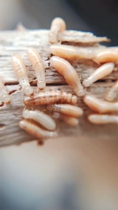 【One infects the entire nest】termites killer powder 100g termite killer ...