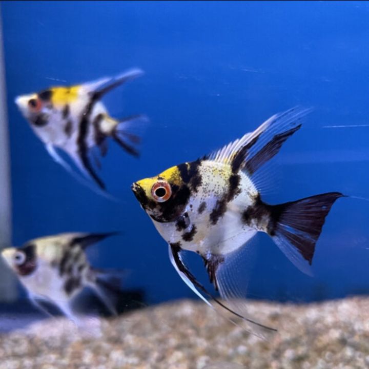 Angel Fish (4cm-5cm)/ Live fish / ikan hidup / aquarium / Aquascape ...