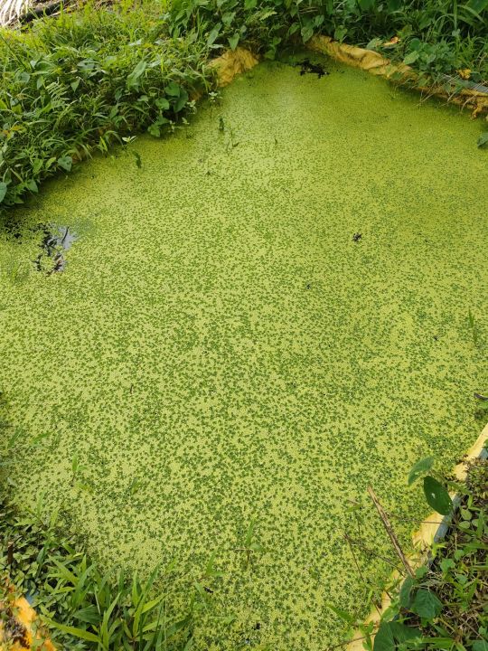 Duckweed and Azolla Hybrid Farming - 500ml | Lazada PH