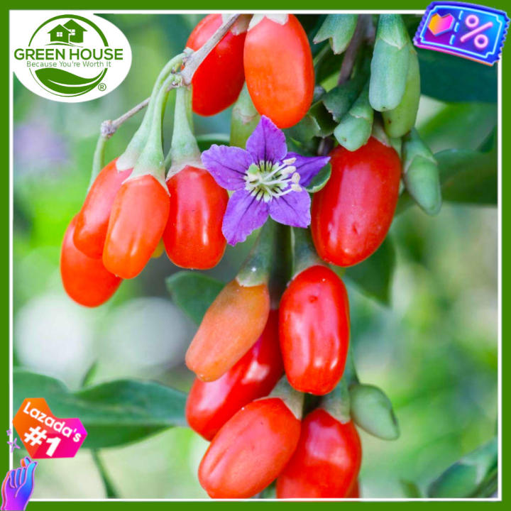 Green House® - Goji Berry Seeds for planting Fruit Plants (30 Seeds) including Planting ...
