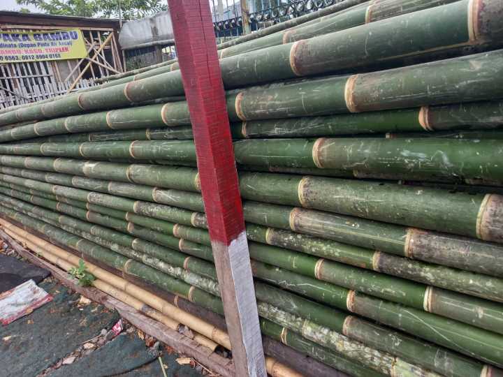 bambu steger dan bambu trucuk | Lazada Indonesia