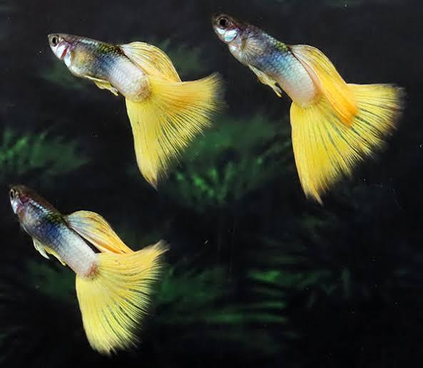 Paket Breed Guppy-Yellow Pingu Hiasan Aquarium | Lazada Indonesia