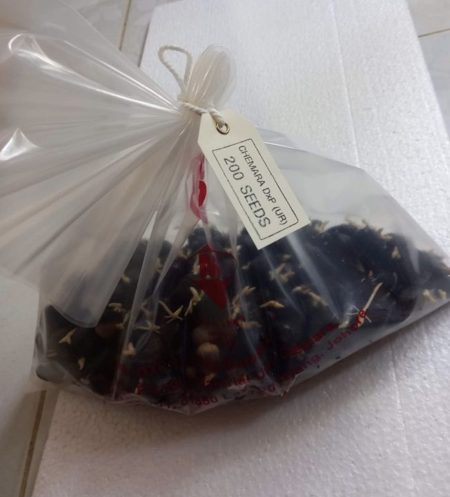 เมล็ดปาล์มน้ำมันเชอเมร่า CHEMARA D*P ทนแล้งไดัดี จำหน่ายเมล็ดละ40 บาท 1 ...