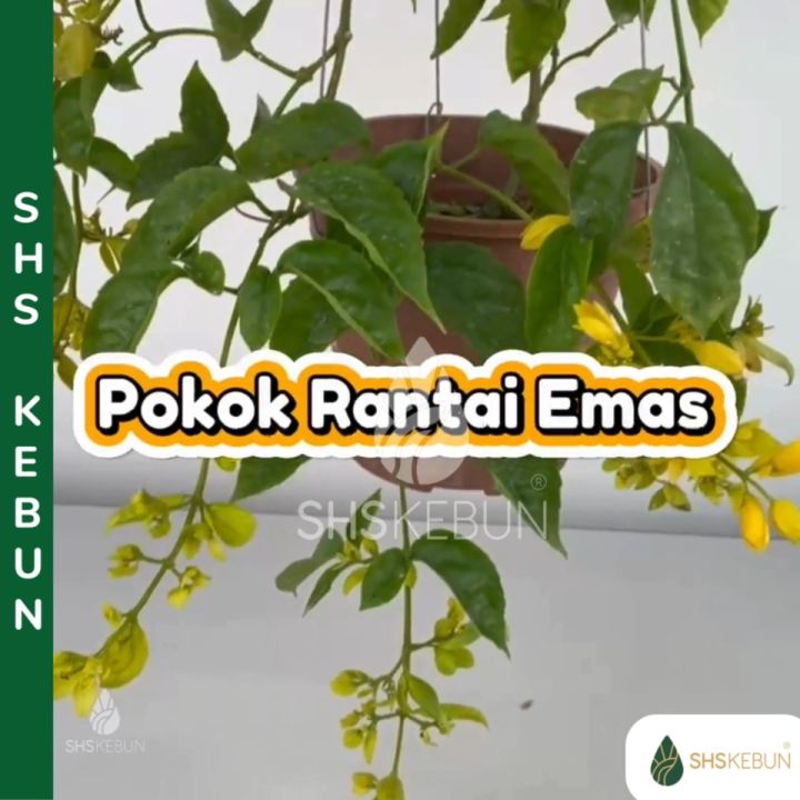 Lophantera Lactesceus Pokok Noong Nooch Vine Pokok Rantai Emas Live ...