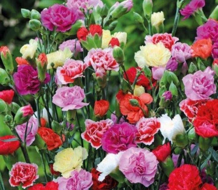 Certified Seed Carnation mixed( 5 Seeds) | Lazada PH